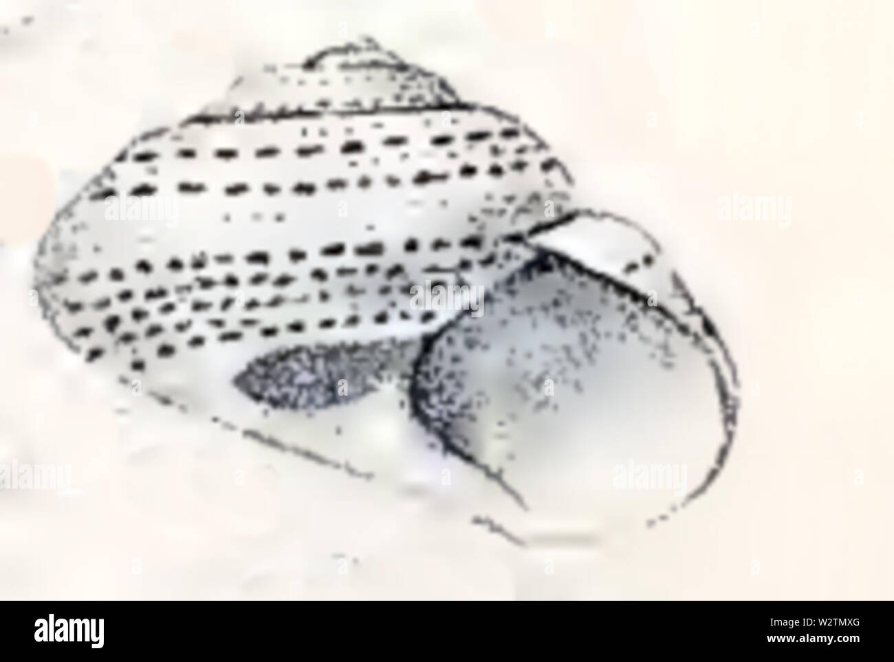 Ethalia guamensis 002 Stock Photo - Alamy