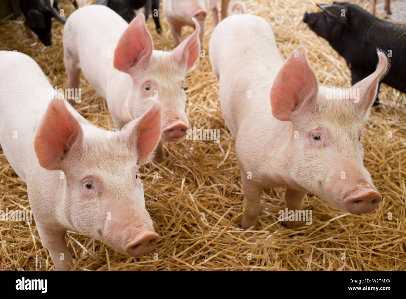 Three piglets little pink pigs with raised ears looking at same ...