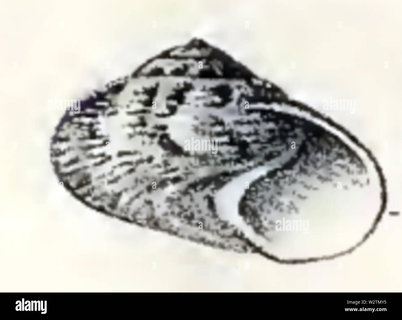 Ethalia guamensis 003 Stock Photo - Alamy