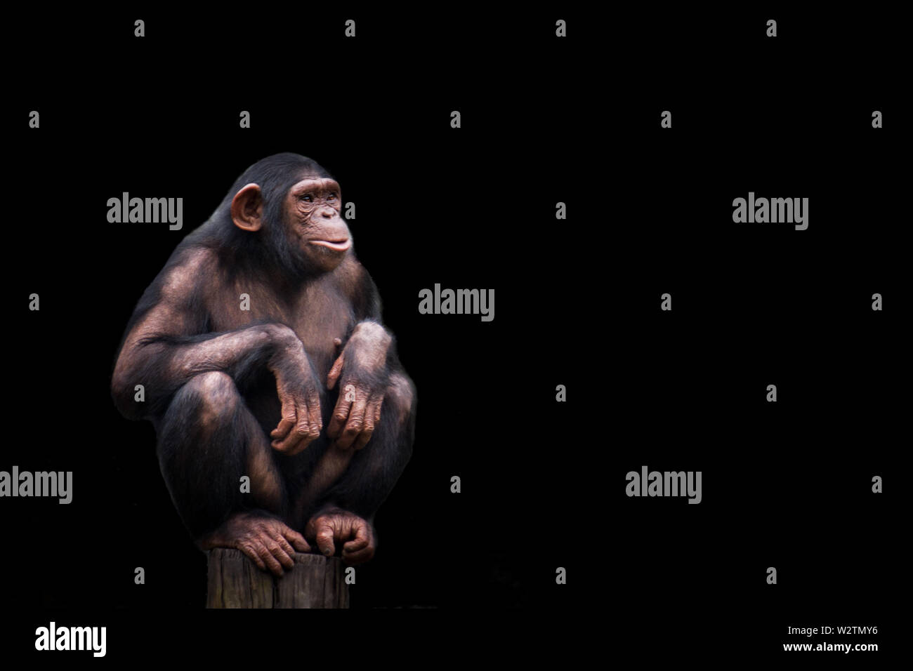 Chimpanzee feet hi-res stock photography and images - Alamy