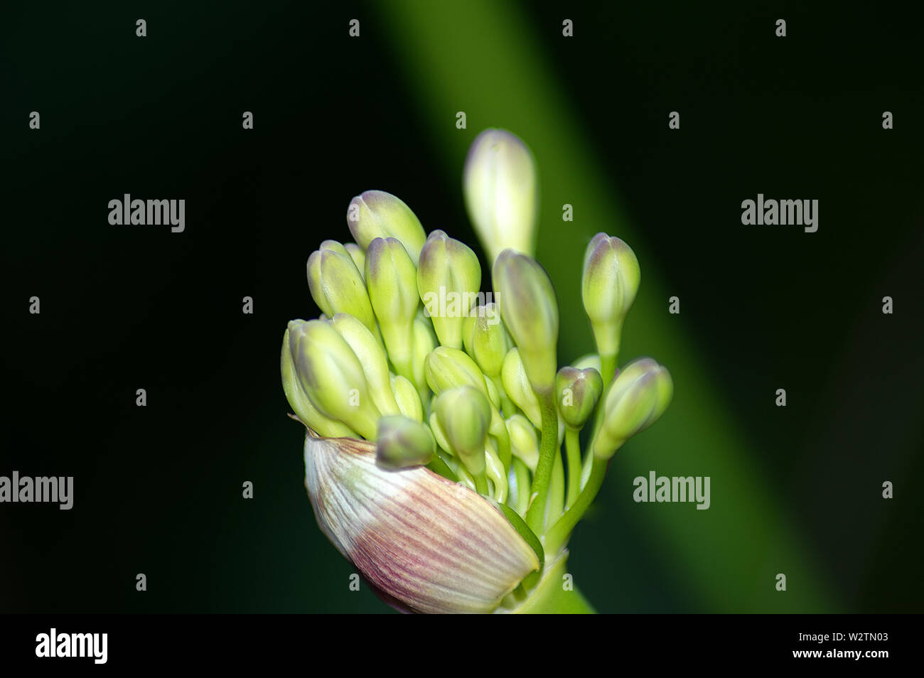 Close up budding plant hi-res stock photography and images - Alamy
