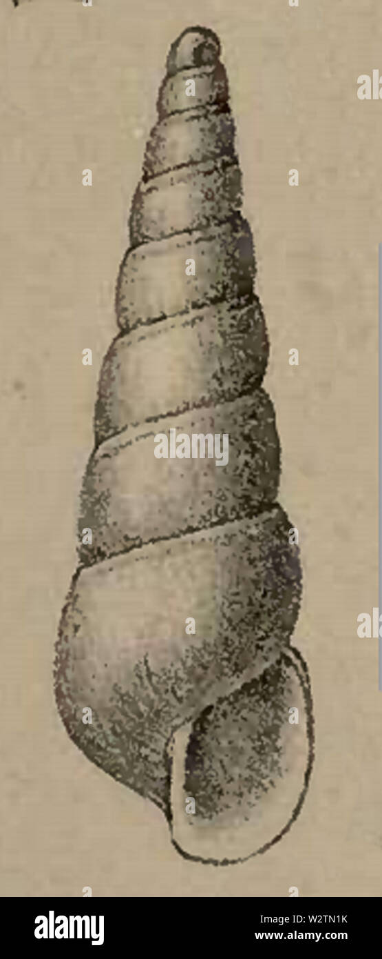 Eulimella compactilis 001 Stock Photo - Alamy