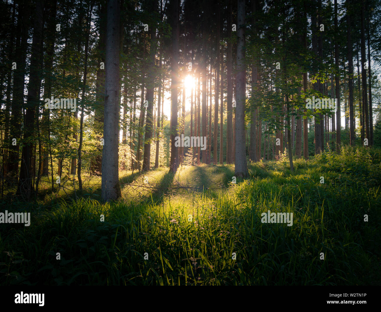 Forest mood and not light beams hi-res stock photography and images - Alamy