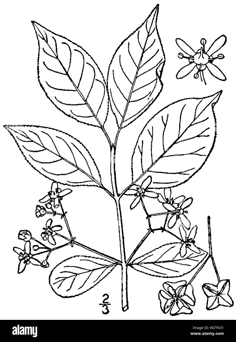 Spindle euonymus Cut Out Stock Images & Pictures - Alamy