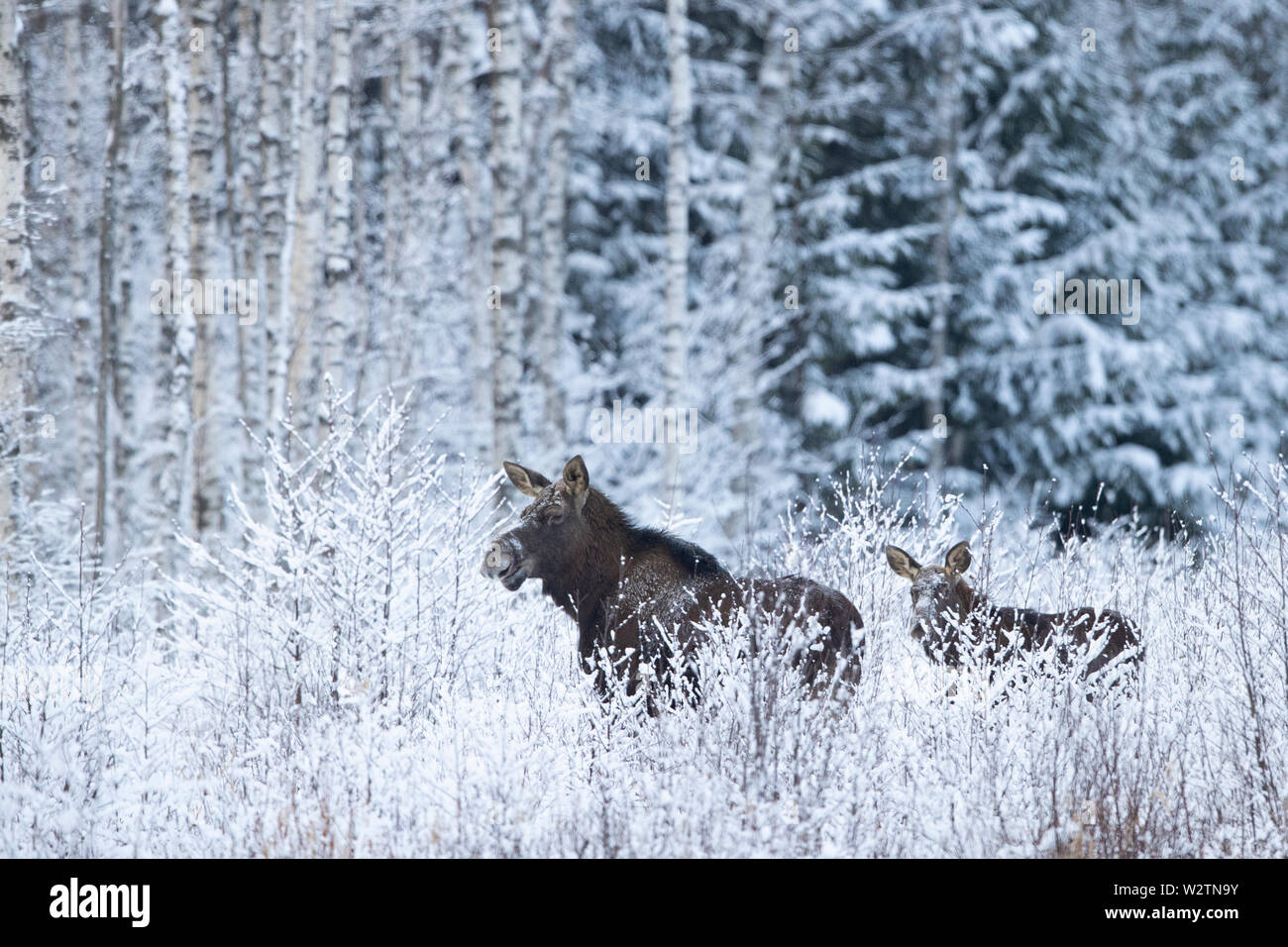 Female moose (alces alces) with a calf Stock Photo - Alamy