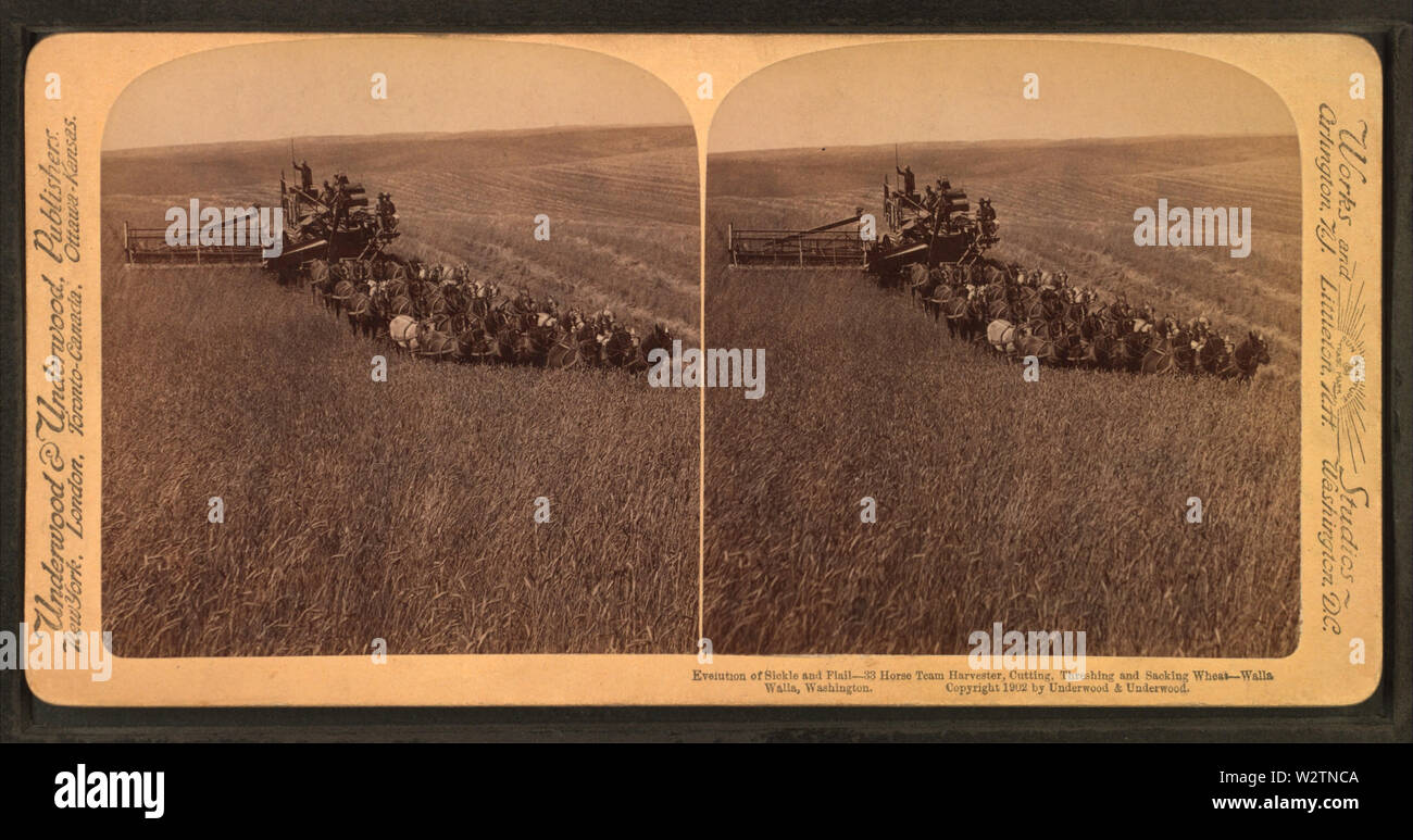 Evolution of sickle and flail, 33 horse team harvester, cutting ...