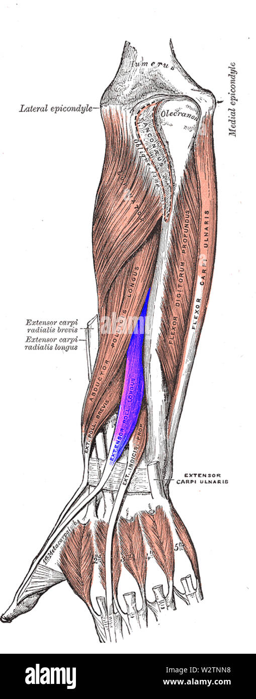 Extensor Pollicis Longus Cadaver