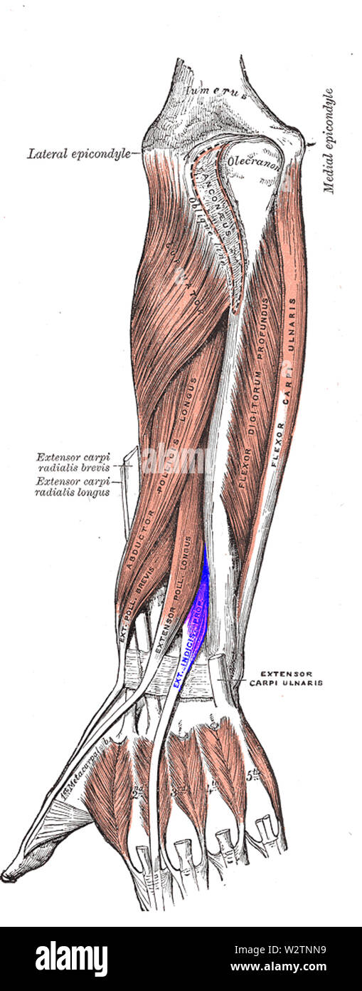 Extensor indicis muscle Stock Photo - Alamy