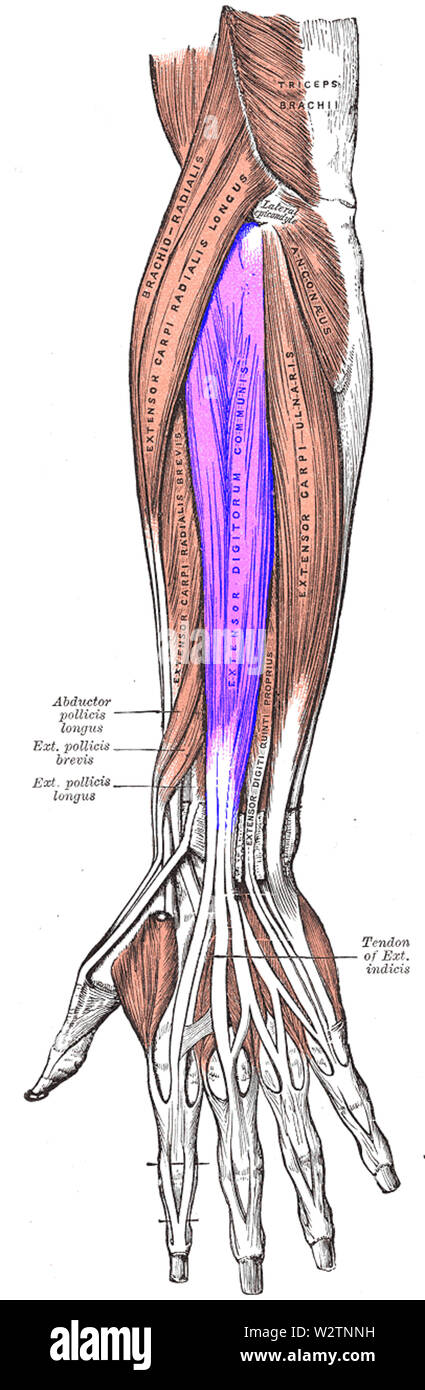 Extensor digitorum muscle Stock Photo - Alamy