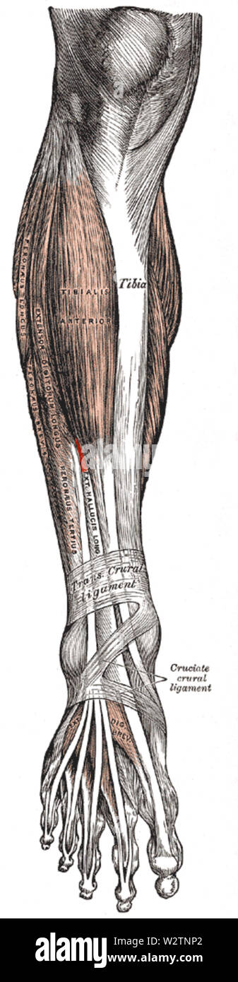 Extensor hallucis longus Stock Photo - Alamy