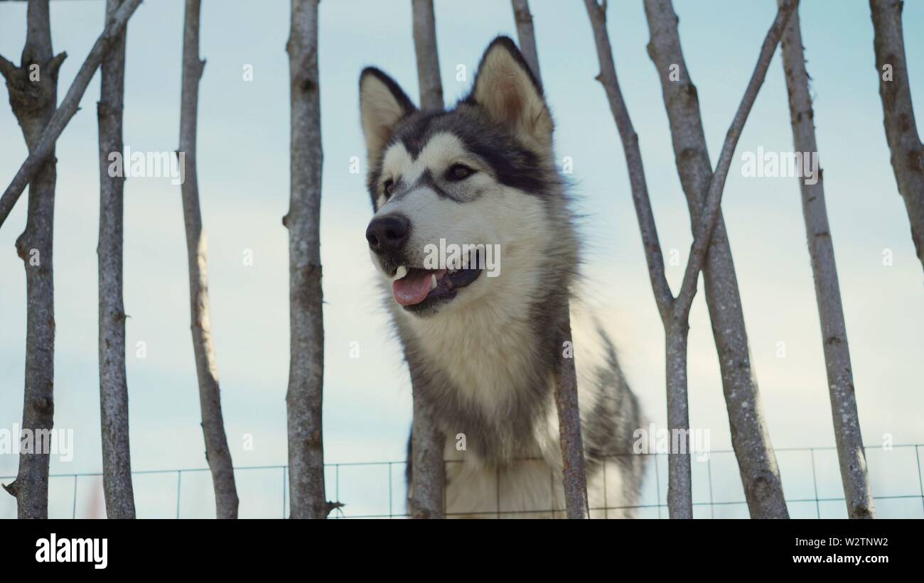 Kennel head trees hi-res stock photography and images - Alamy