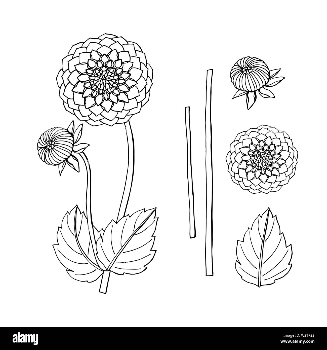 hand drawn dahlia flower. floral design element isolated on white ...