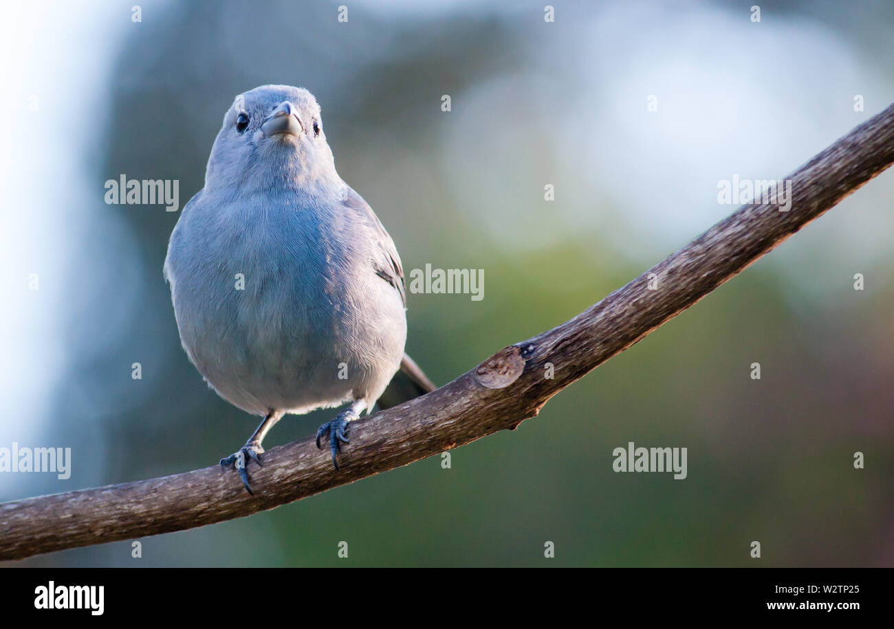 Blue tropical bird. Azure-shouldered Tanager (Tangara cyanoptera) blue ...