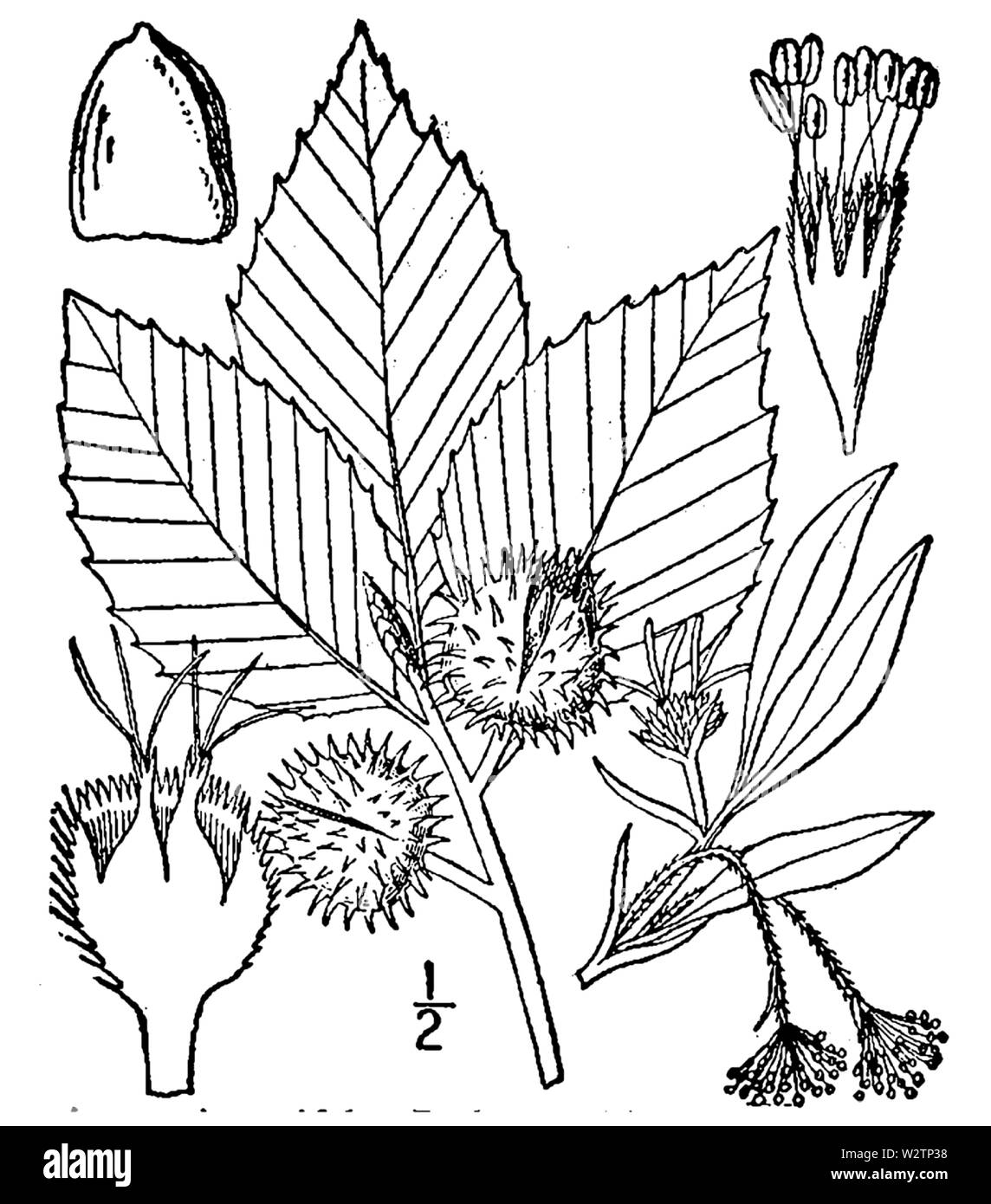 Fagus grandifolia grandifolia Black and White Stock Photos & Images - Alamy