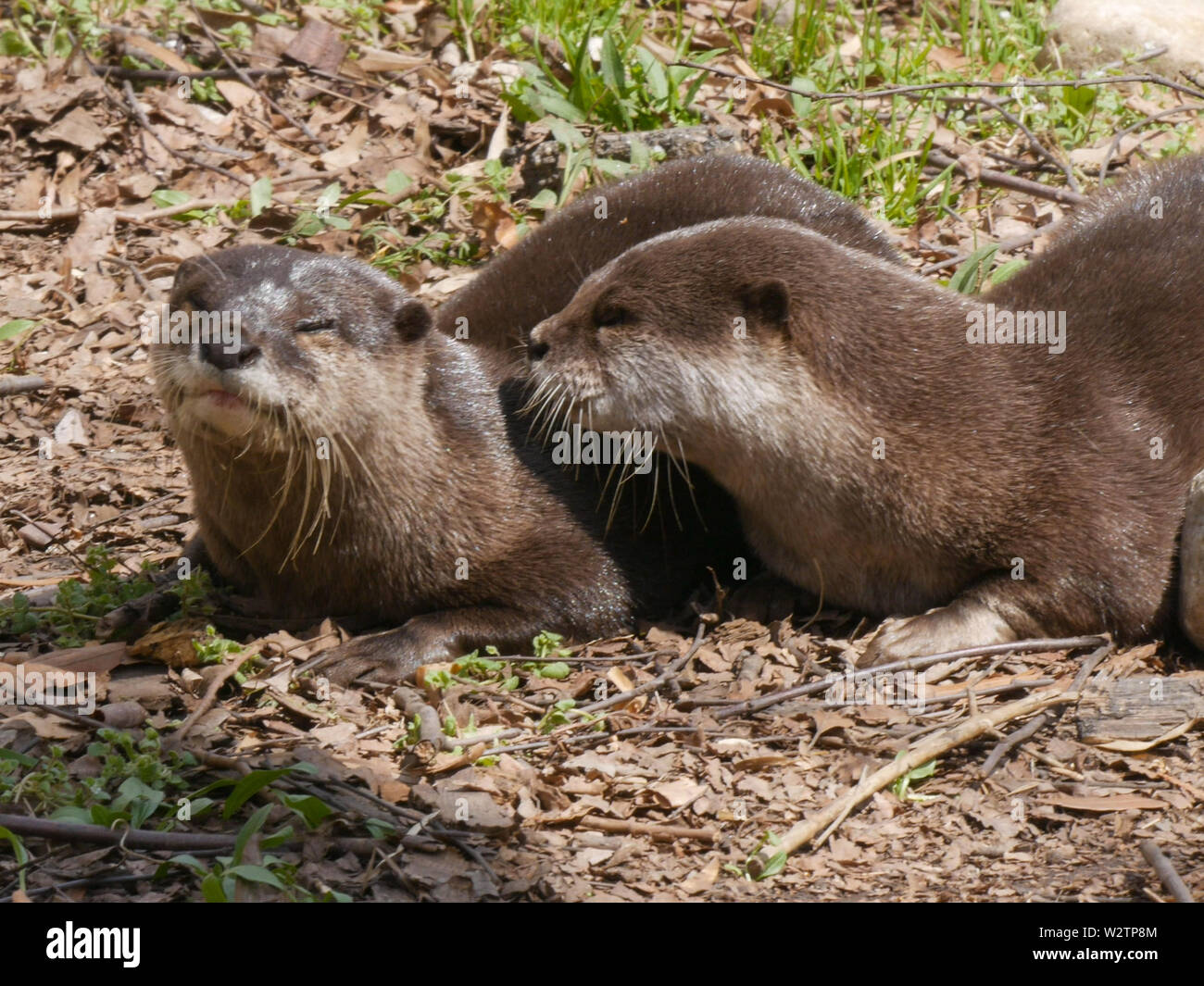 Clawless otter hi-res stock photography and images - Alamy