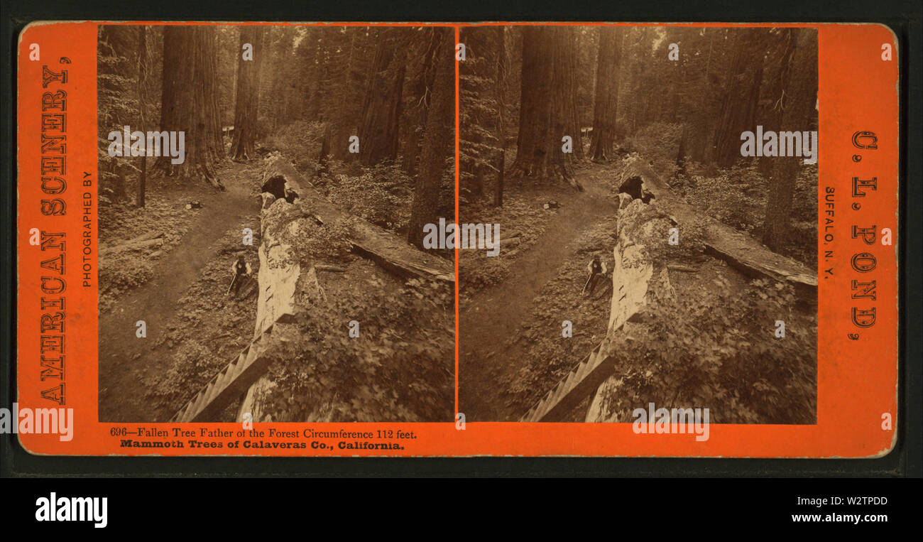 Circumference 112 ft mammoth trees hi-res stock photography and images ...