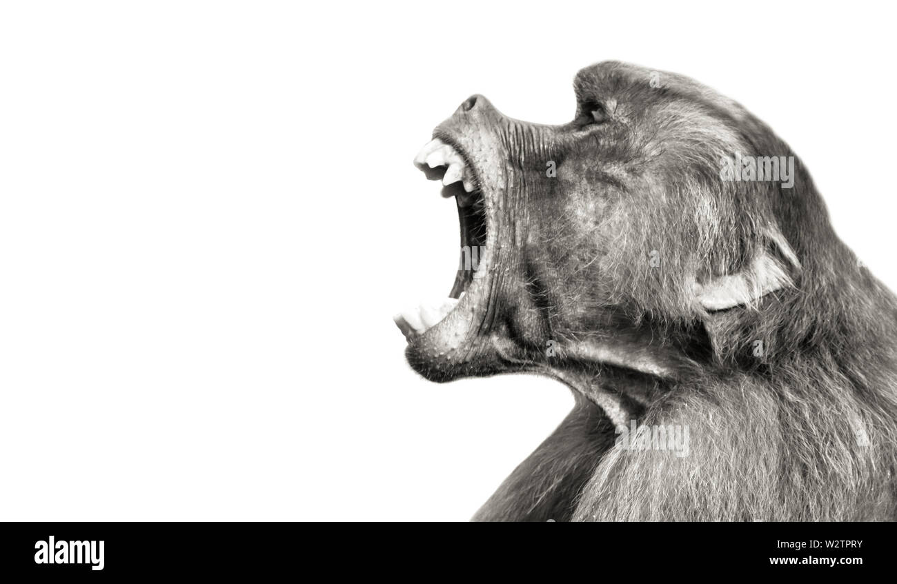 Aggressive screaming baboon isolated. Baboon monkey (Pavian) screaming ...