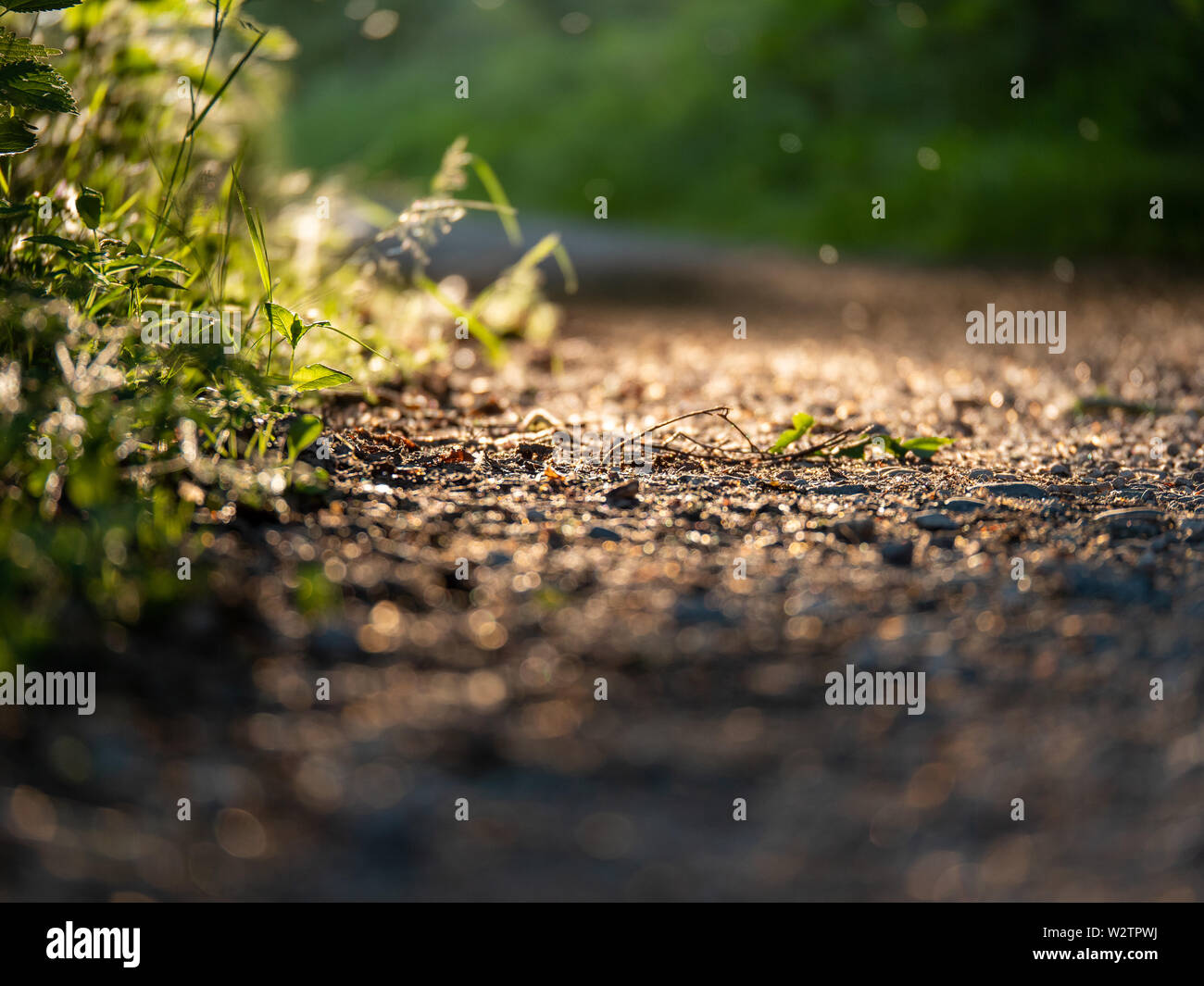 Image of forest ground with blurry background and particles in the air ...