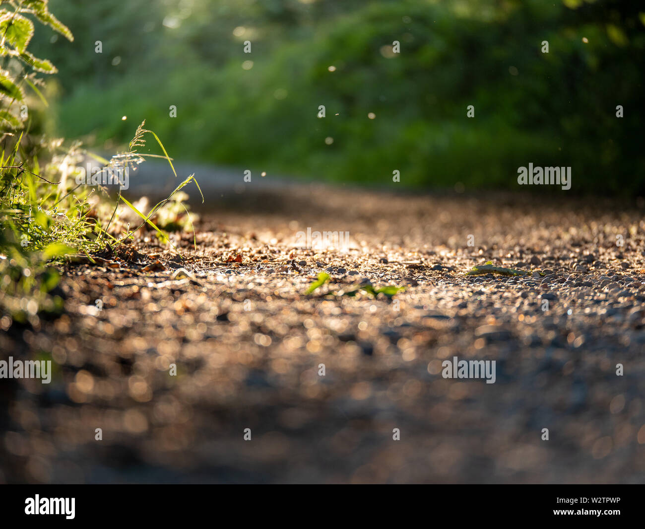 Image of forest ground with blurry background and particles in the air ...