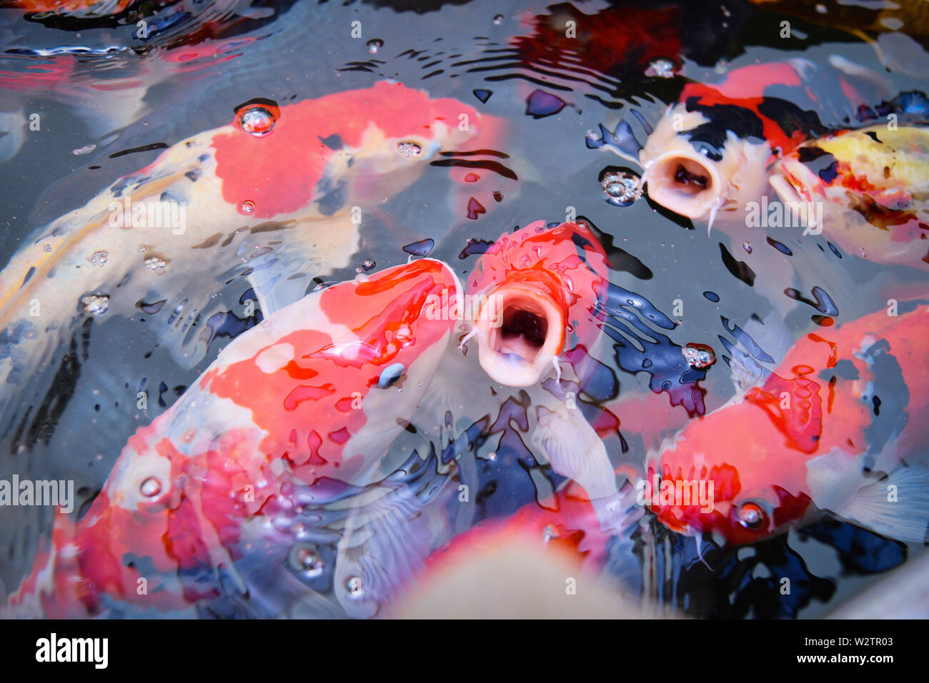 Colorful fancy koi fish on the surface water / beautiful fish carp ...