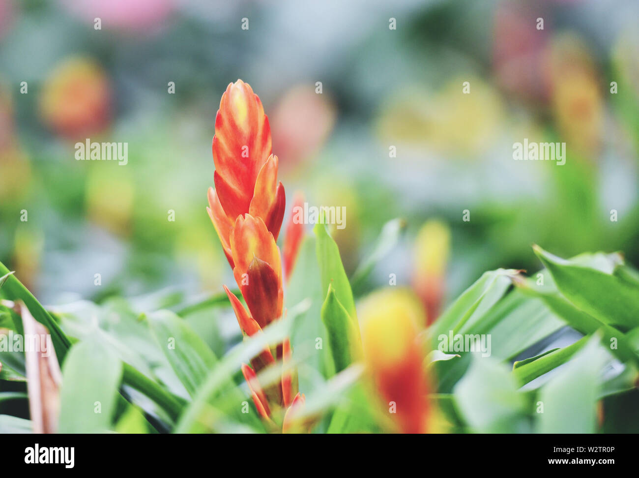 Bromeliad flower decorate / Beautiful red and yellow bromeliad garden ...