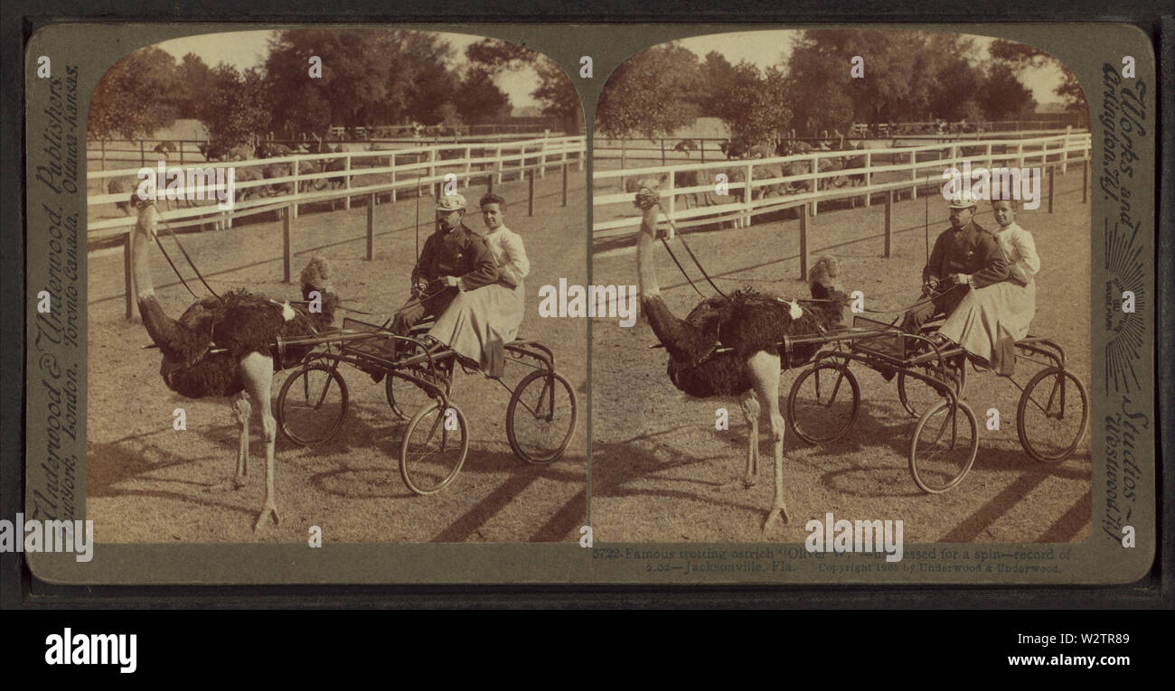 Famous trotting ostrich 'Oliver, W' in harness, Jacksonville, Fla, from ...