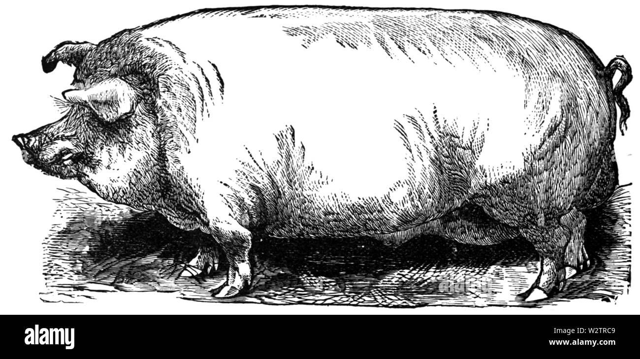 Fat hog Cut Out Stock Images & Pictures - Alamy