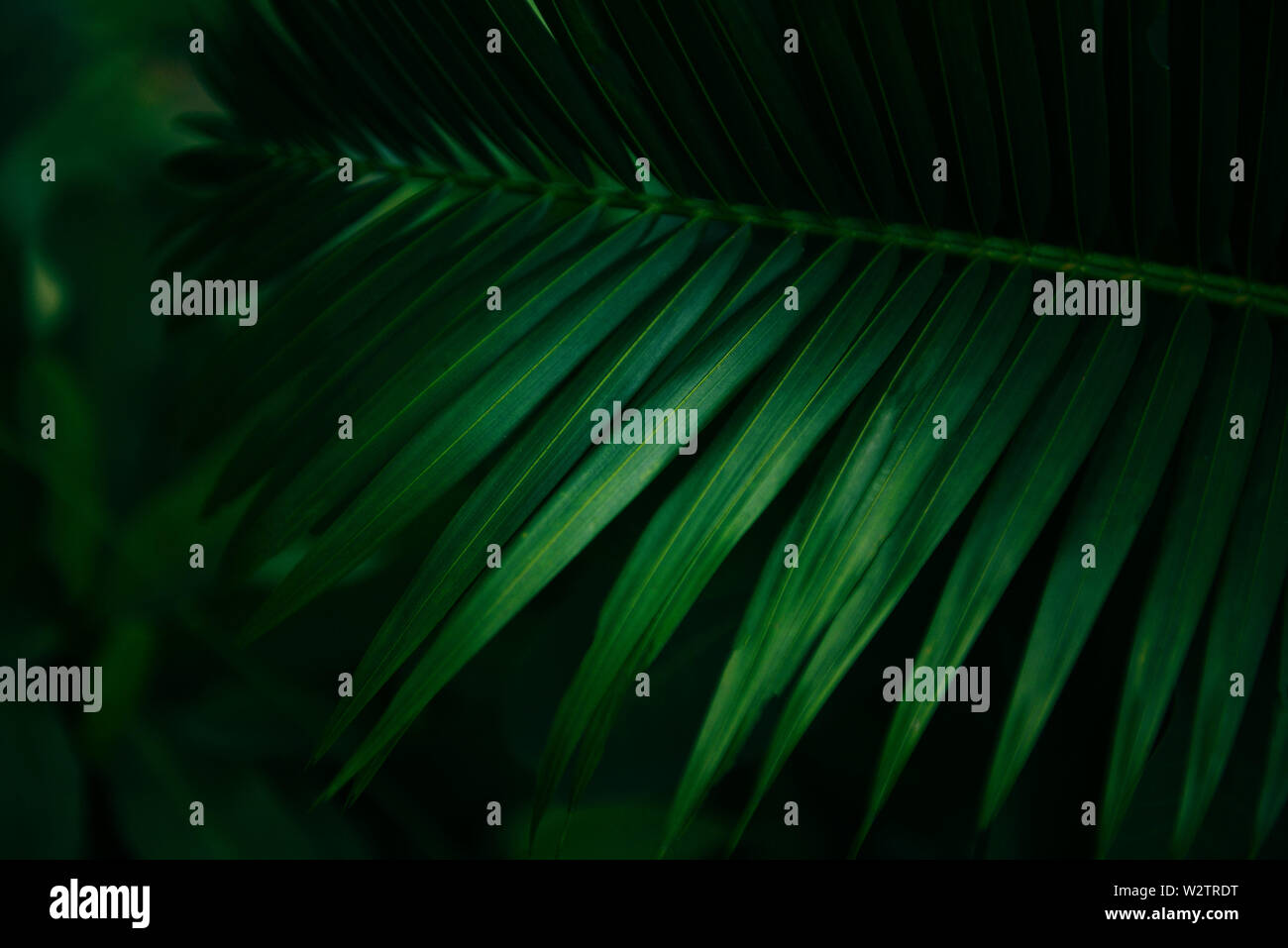 Plam leaves natural green pattern on dark background / Leaf beautiful ...