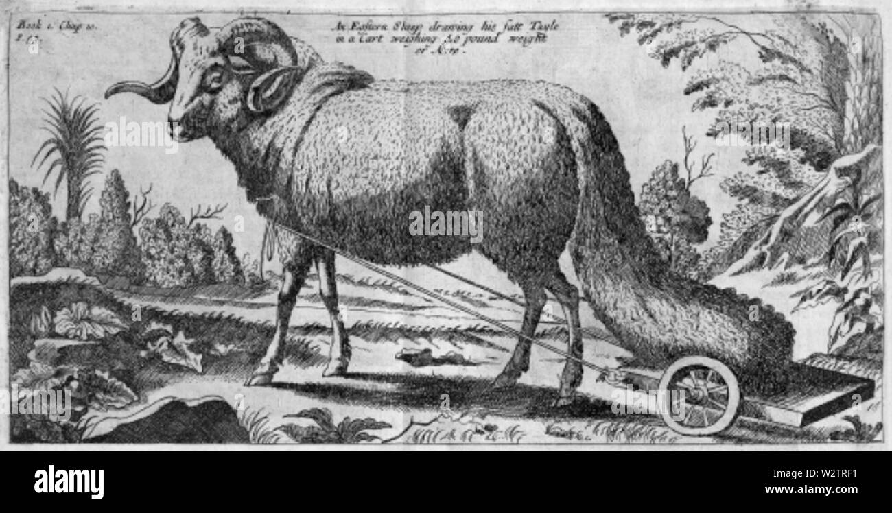 Fat tailed sheep hi-res stock photography and images - Alamy