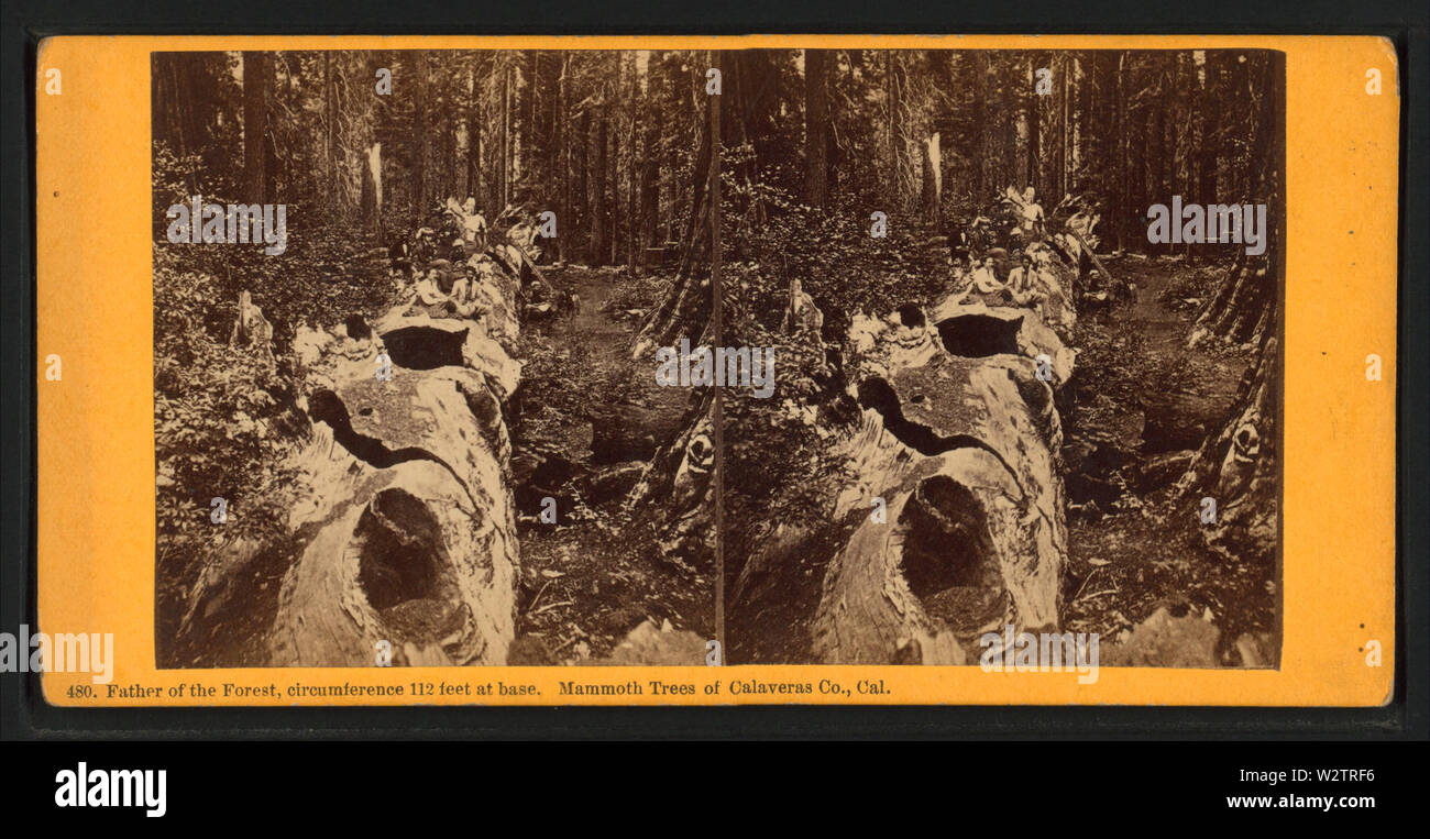 Father of the Forest, circumference 112 feet at base, Mammoth Trees of ...