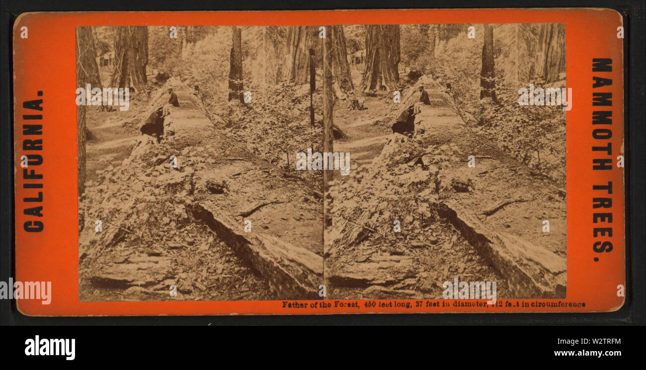 Father of the Forest, 460 feet long, 37 feet in diameter, 112 feet in ...