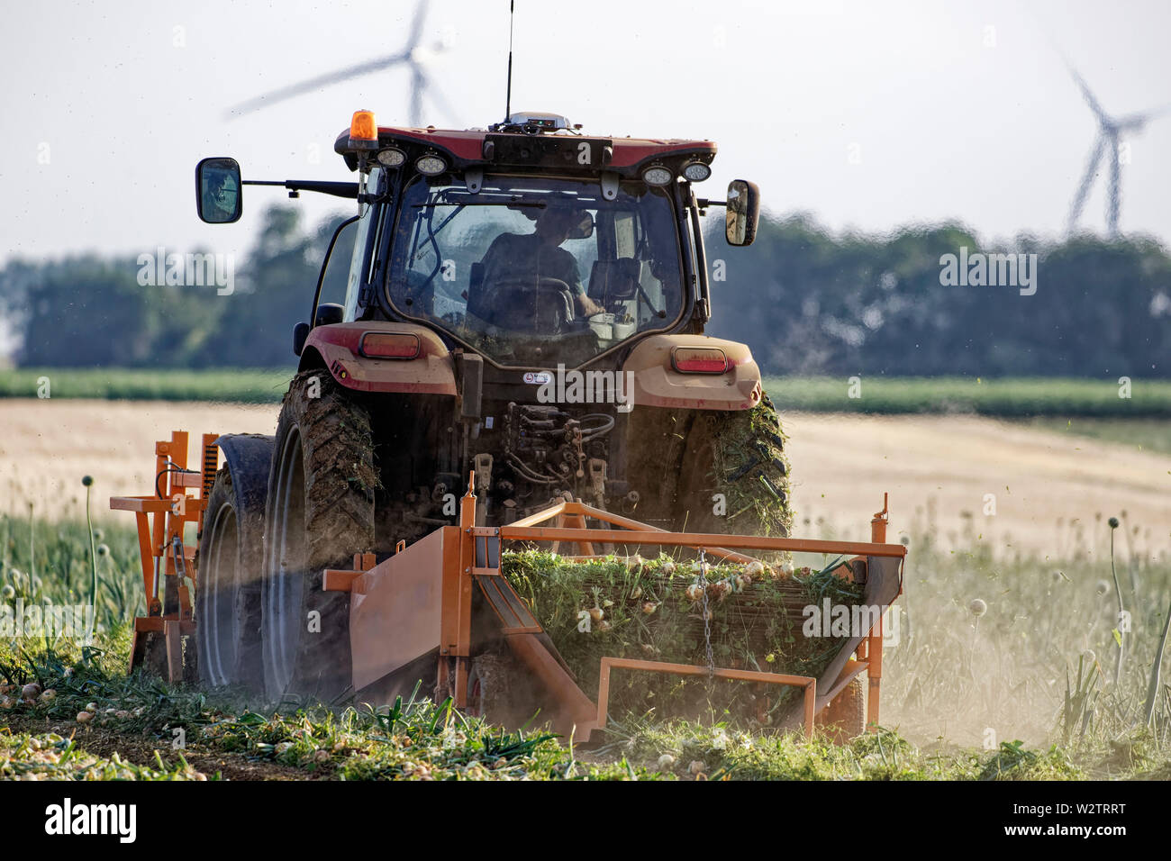 Beauce, France. 10th July, 2019. Harvesting onions in the Beauce region ...