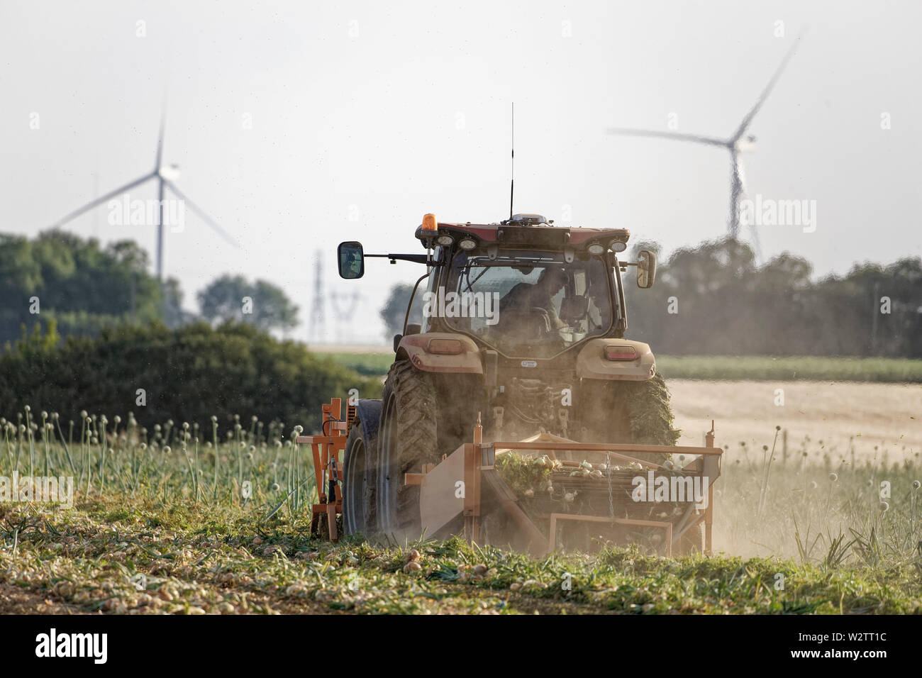 Beauce, France. 10th July, 2019. Harvesting onions in the Beauce region ...