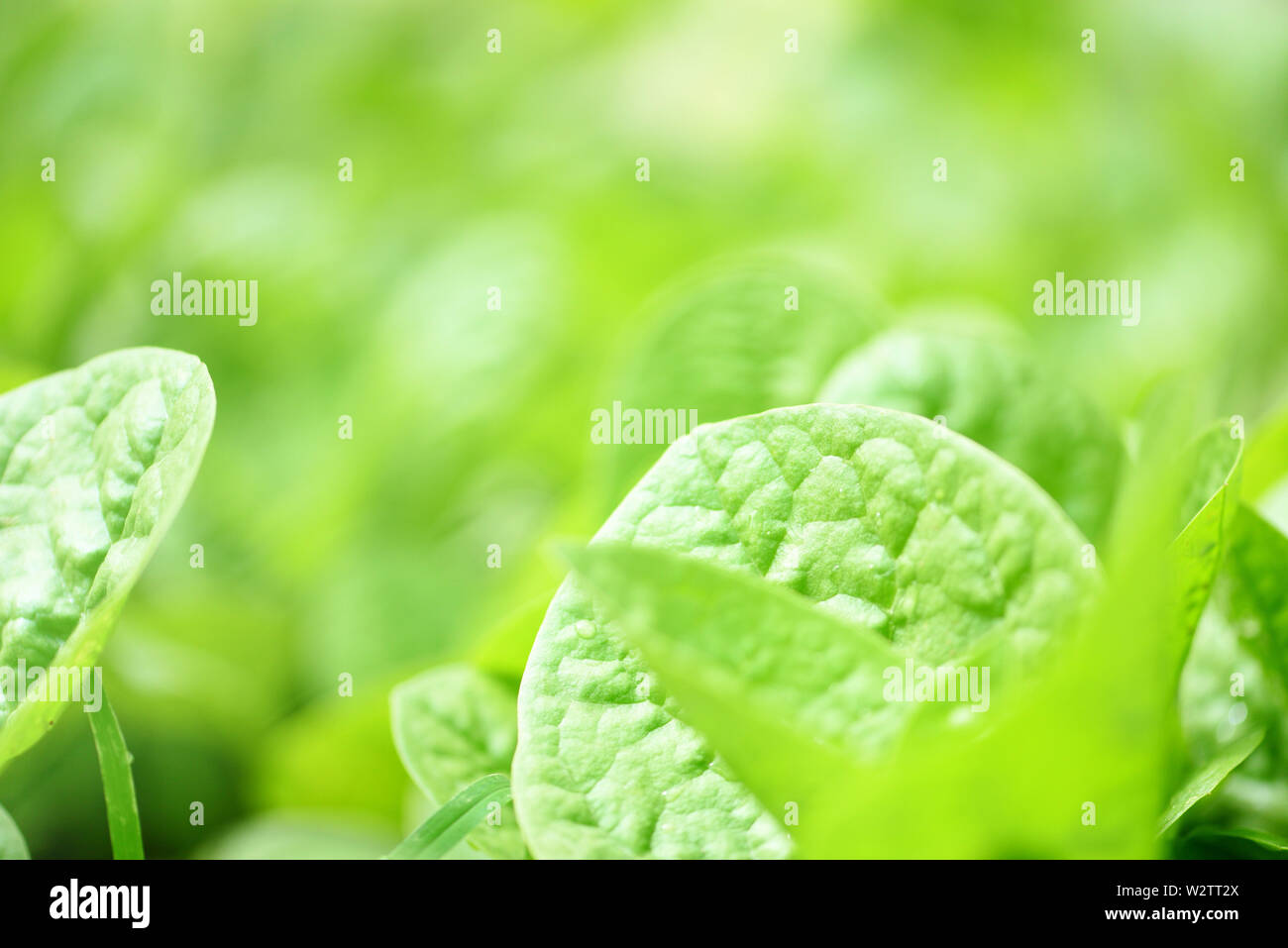 Close up of nature green leaves in the garden with soft focus and blur ...