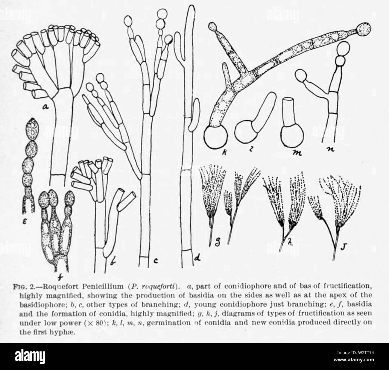 Penicillium Roqueforti Stock Photos & Penicillium Roqueforti Stock ...