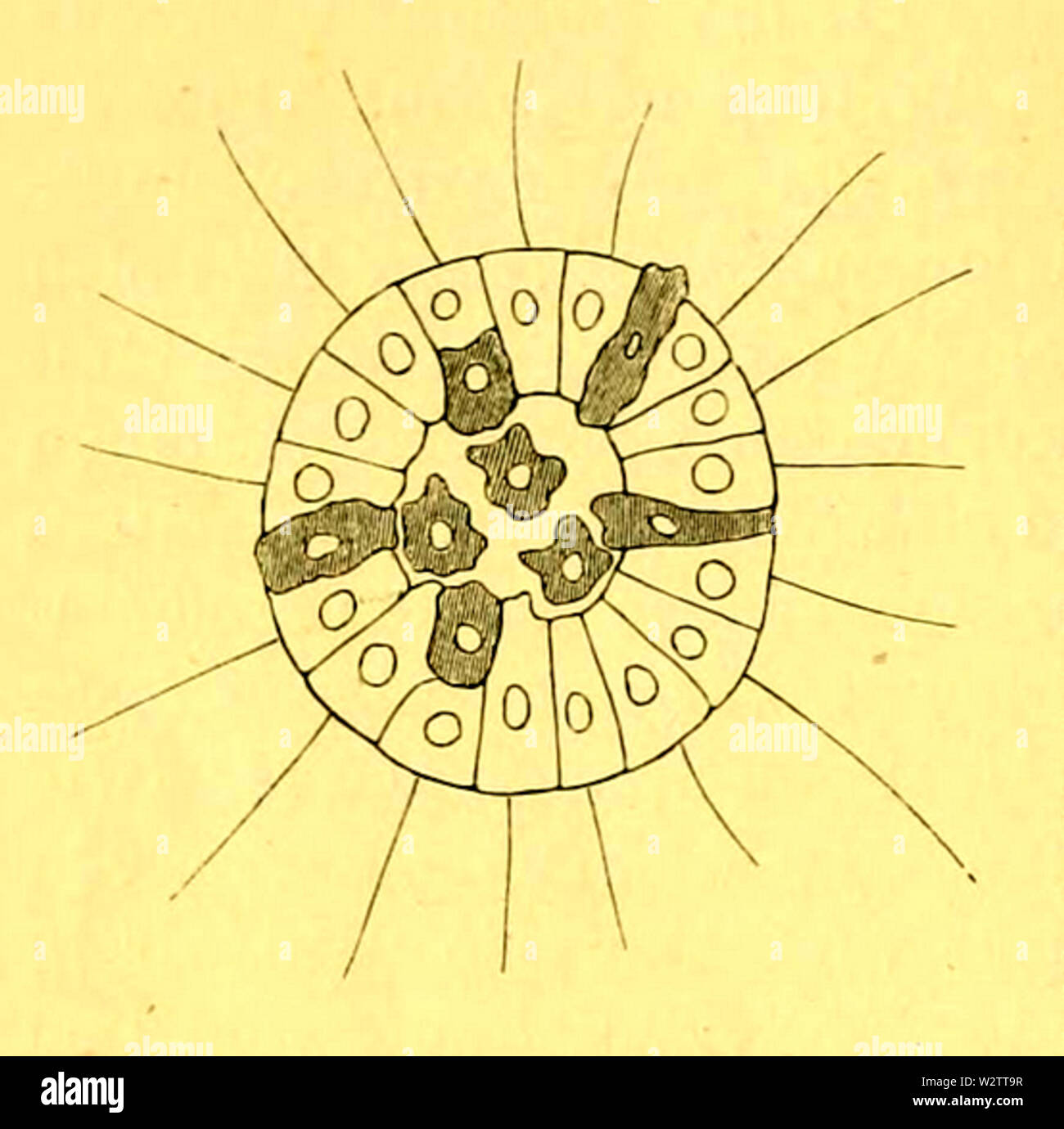 Figure 3 (Méchnikov Stock Photo - Alamy