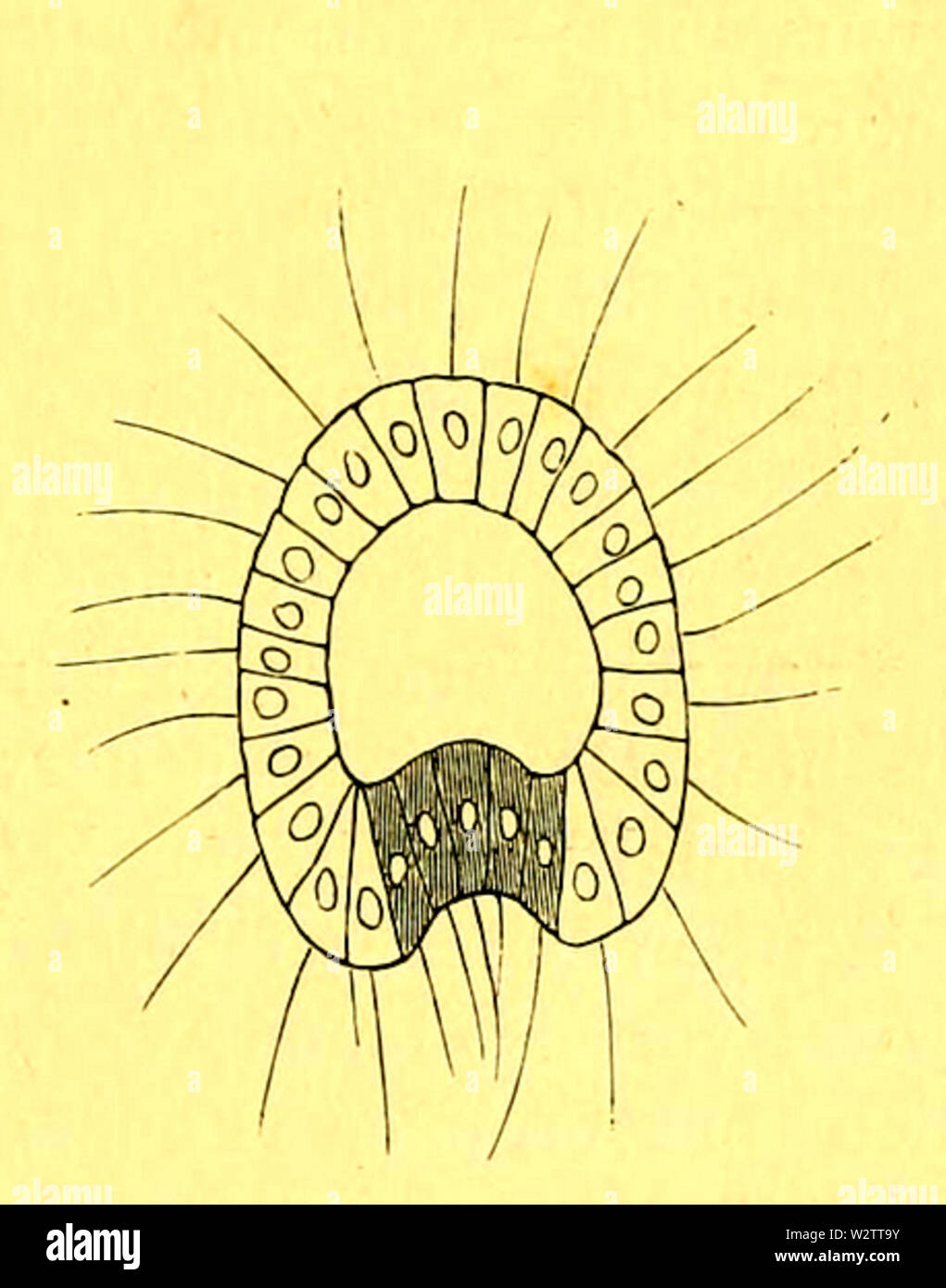 Figure 9 (Méchnikov Stock Photo - Alamy