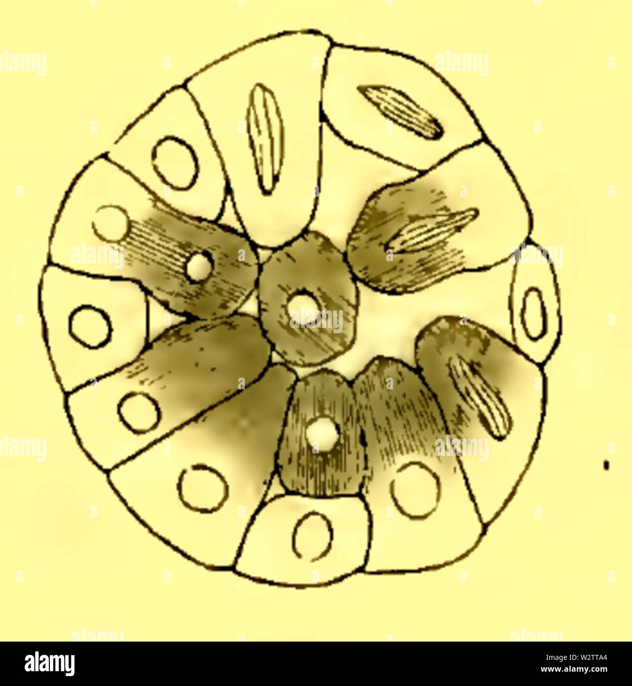 Figure 5 (Méchnikov Stock Photo - Alamy