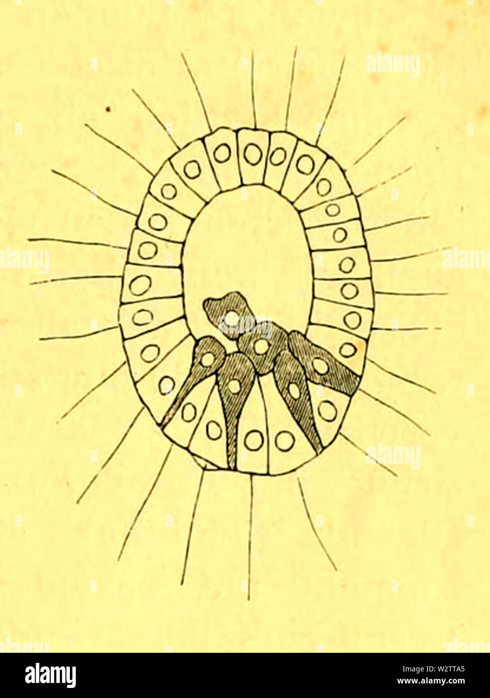 Figure 7 (Méchnikov Stock Photo - Alamy