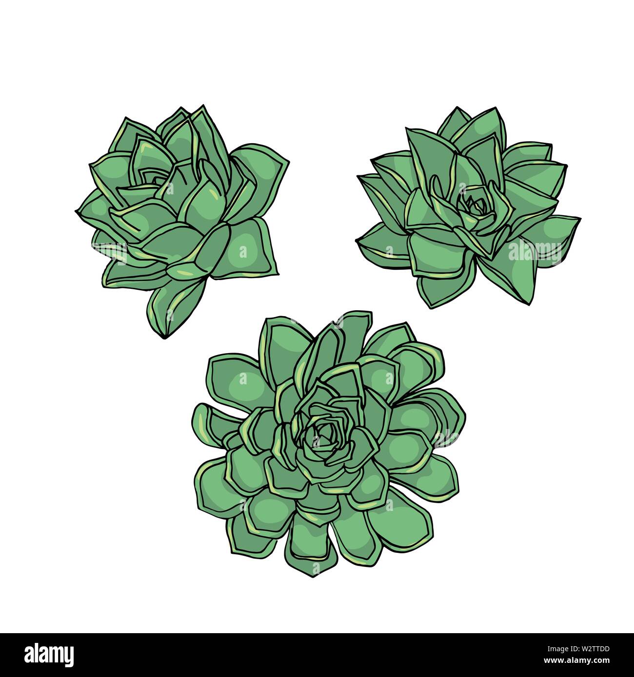 hand drawn flower succulent. floral design element isolated on white ...