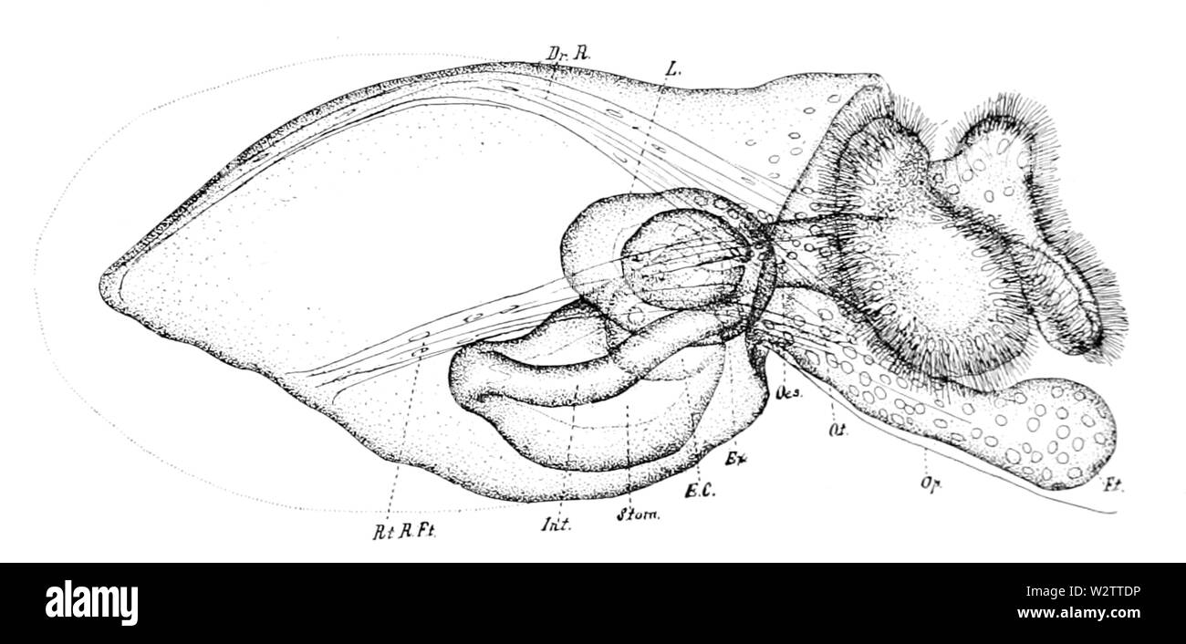 Veliger hi-res stock photography and images - Alamy