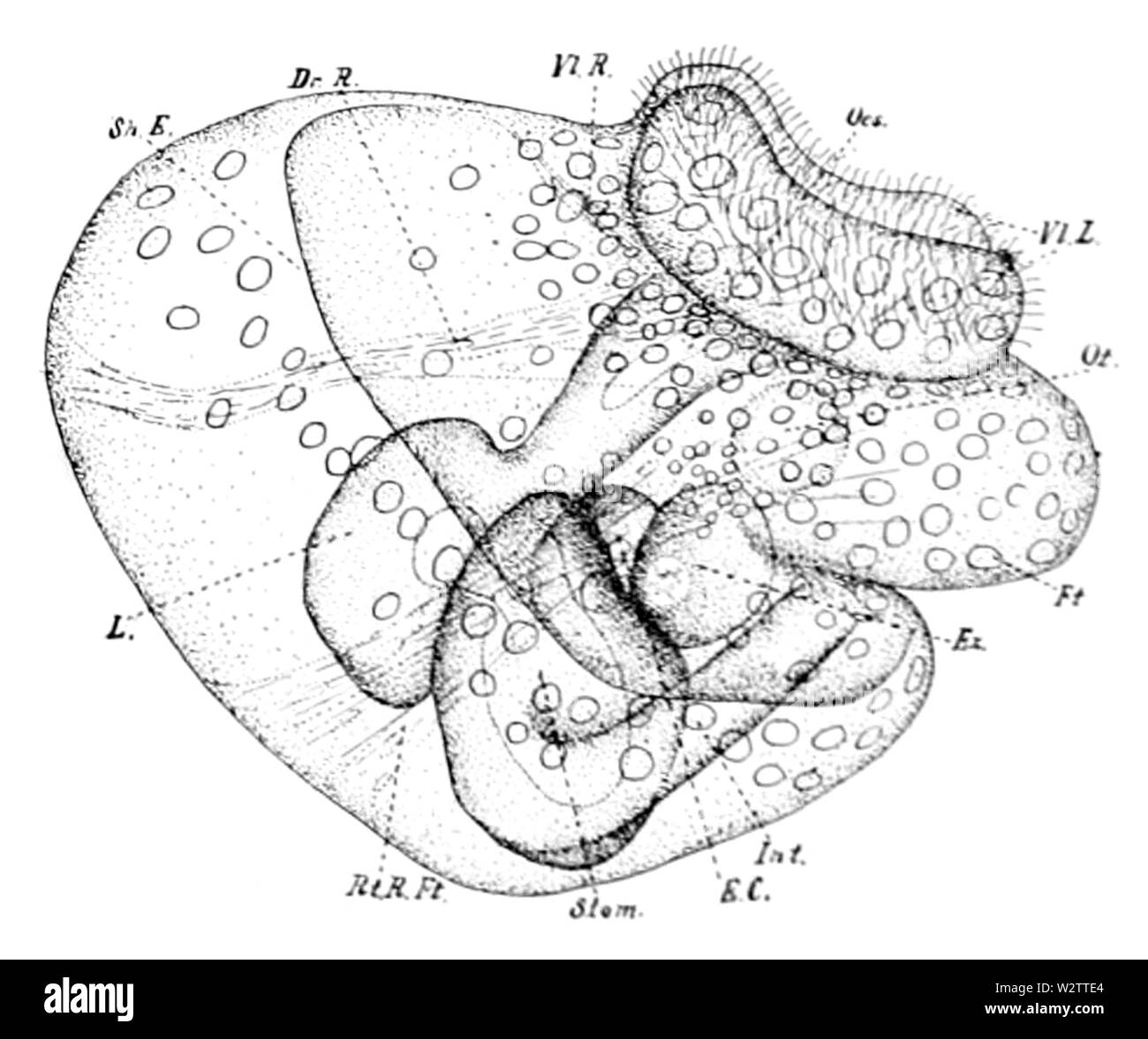 Veliger hi-res stock photography and images - Alamy