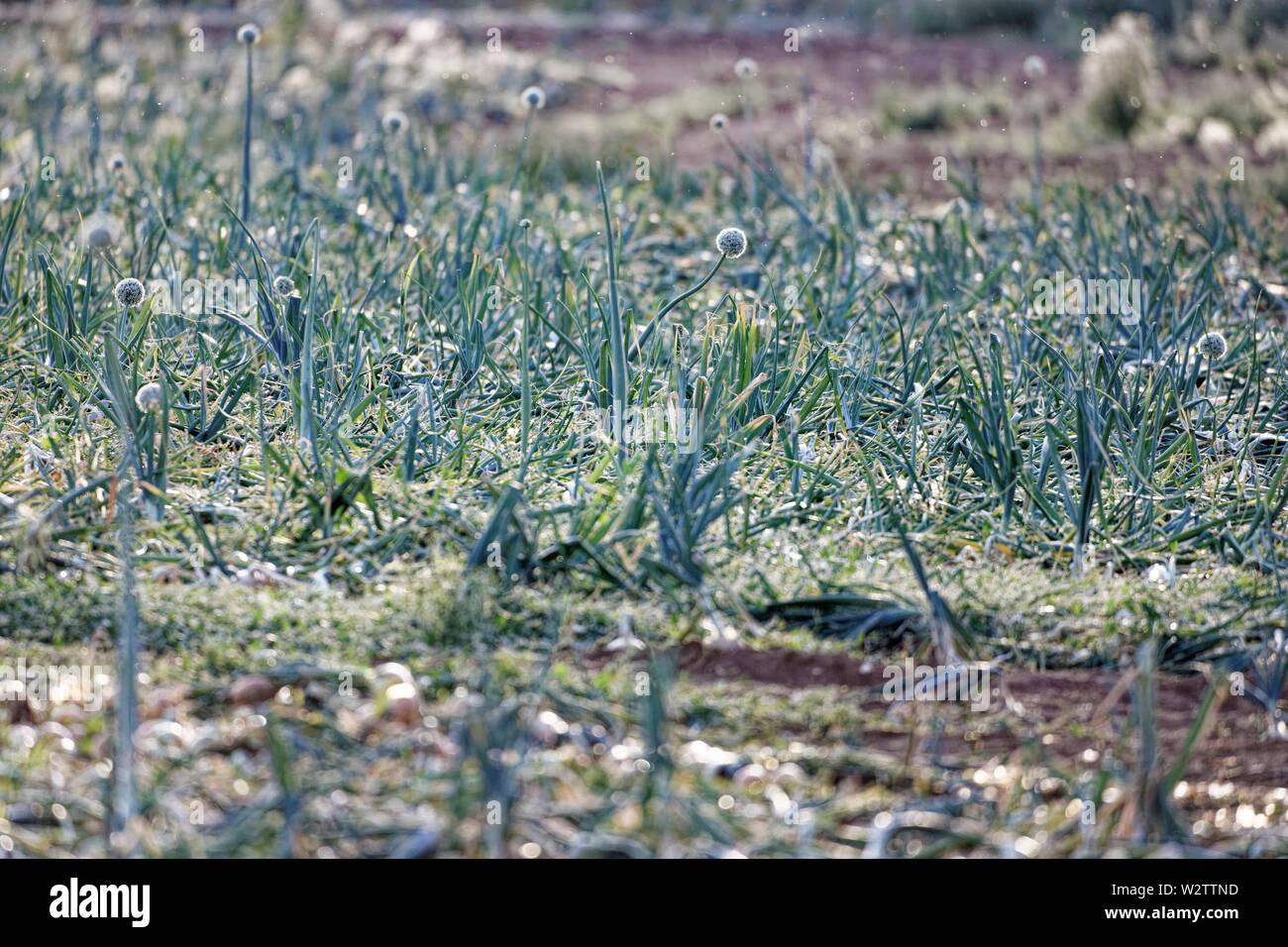 Beauce, France. 10th July, 2019. Harvesting onions in the Beauce region ...
