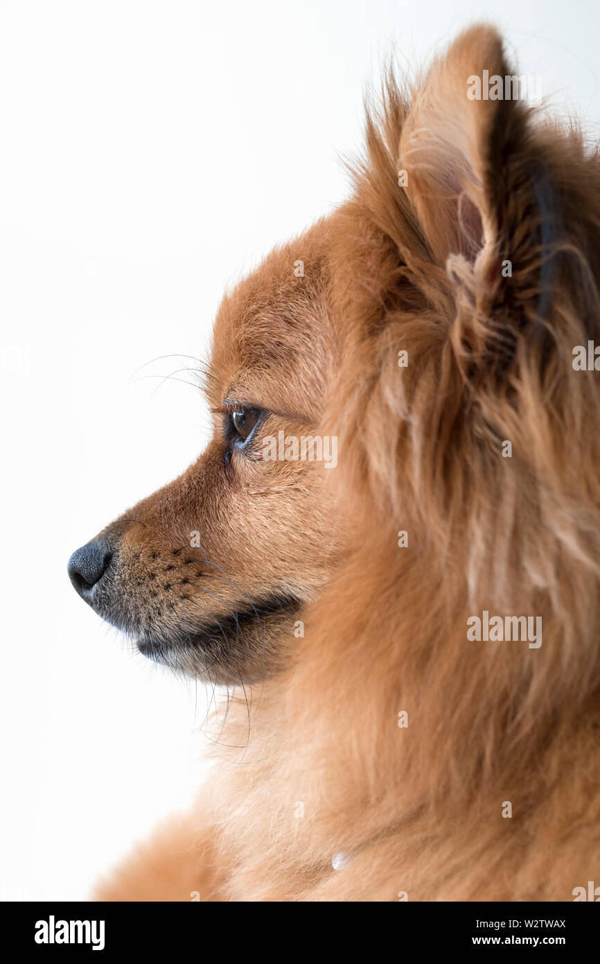 German spitz dog hi-res stock photography and images - Alamy