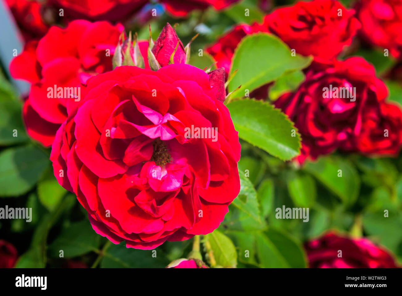 Red Roses on a bush in a garden Stock Photo - Alamy