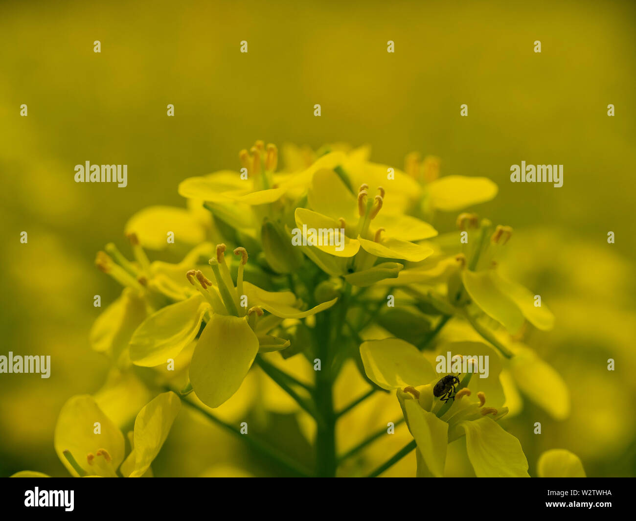 Close up shot of rape flower blossom at Busan, South Korea Stock Photo ...