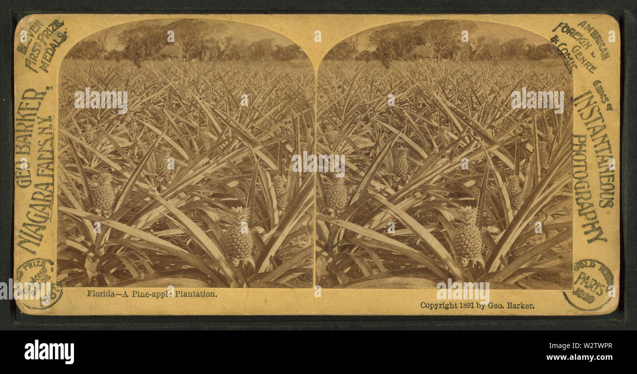 Florida, a pine-apple plantation, by Barker, George, 1844-1894 Stock ...