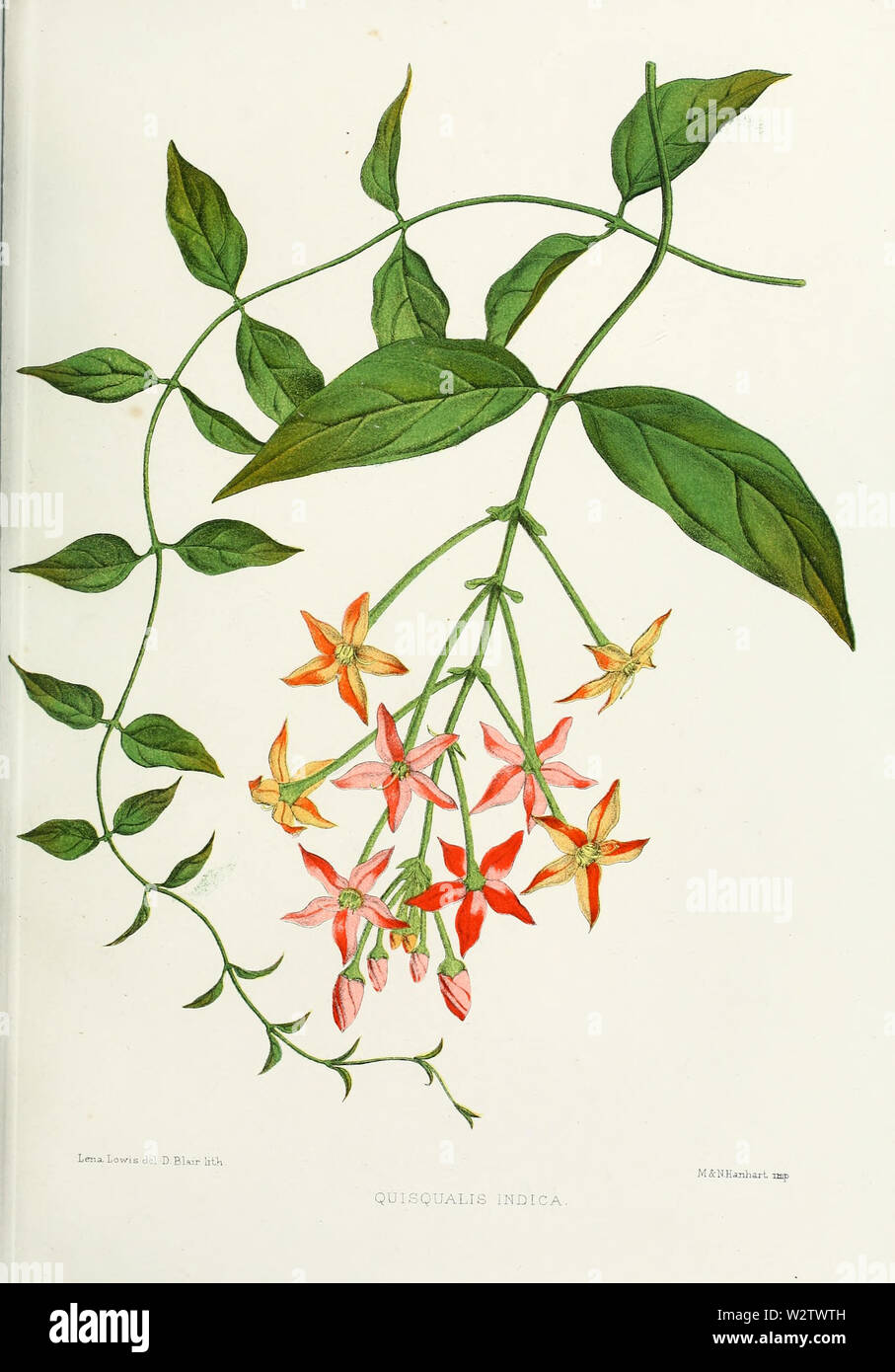 Quisqualis indica hi-res stock photography and images - Alamy