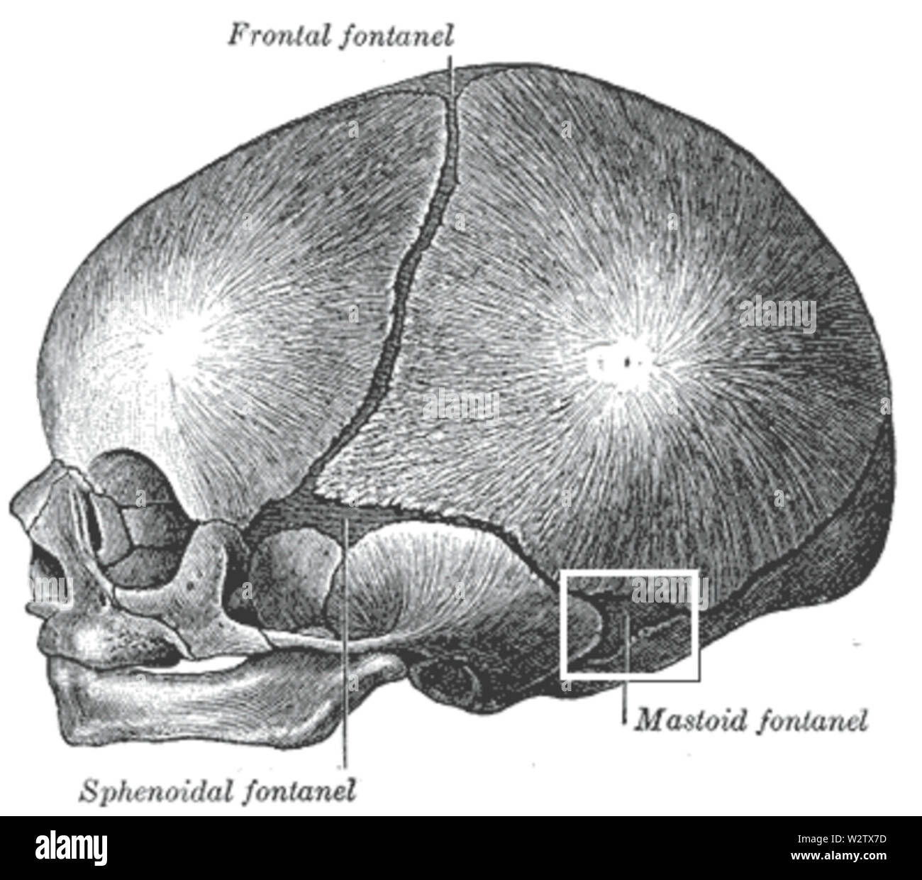Fonticulus hi-res stock photography and images - Alamy