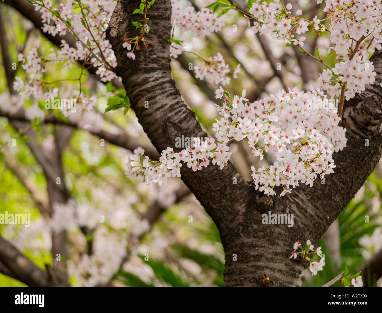 South korean tree hi-res stock photography and images - Alamy